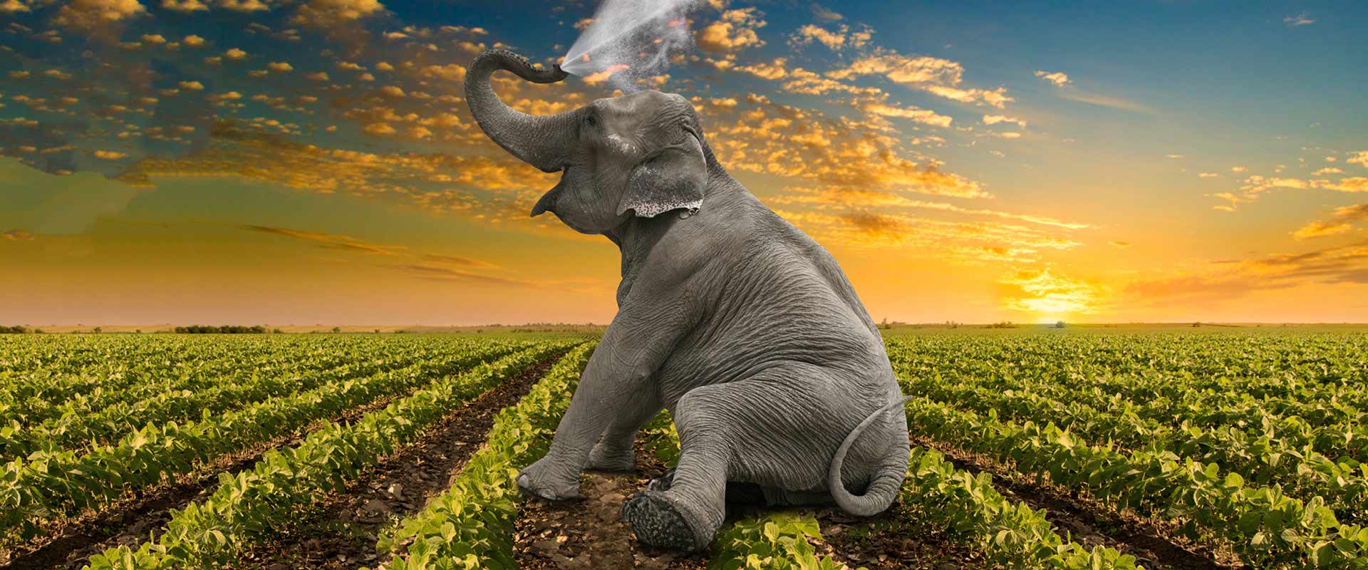 Case Study: Let’s Address the Elephant in the Field | Lessing-Flynn
